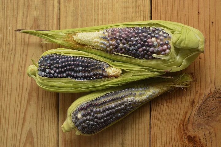 La importancia del emblemático maíz azul en México - Culinaria Mexicana