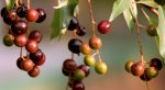 Estas 9 frutas son 100% mexicanas: ¿cuáles has probado?