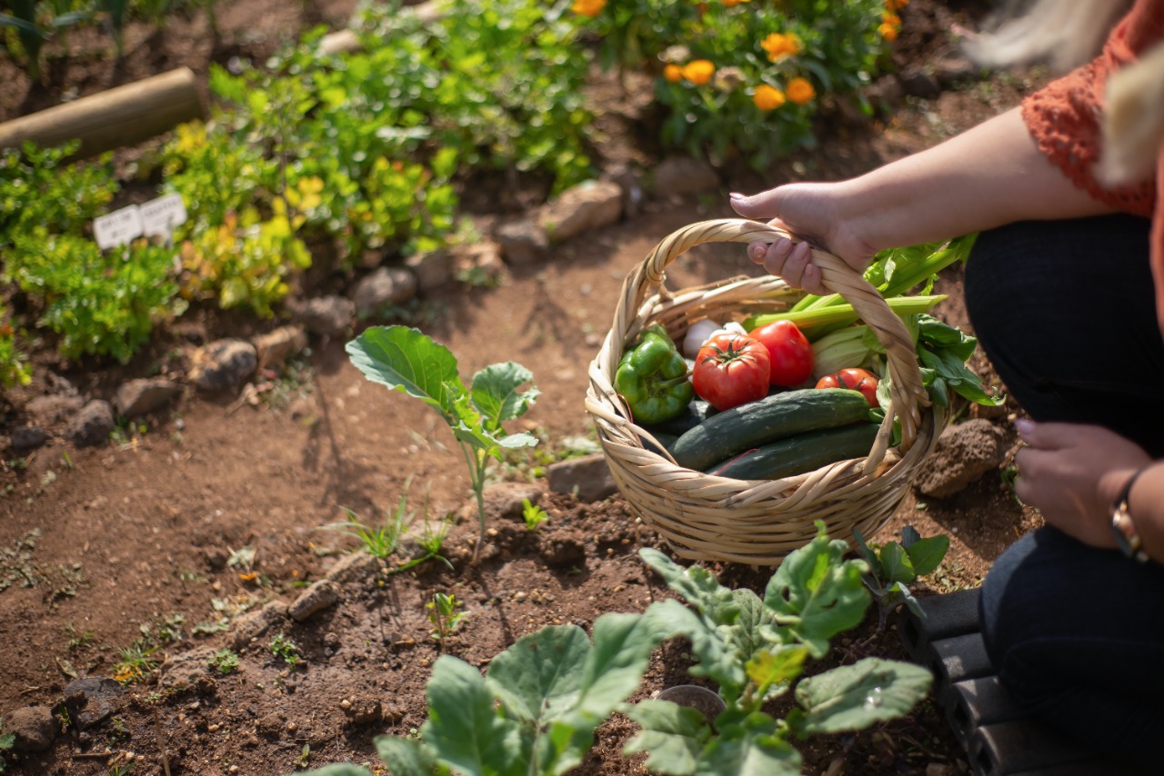Del jardín a la mesa: te contamos cómo hacer un huerto en casa