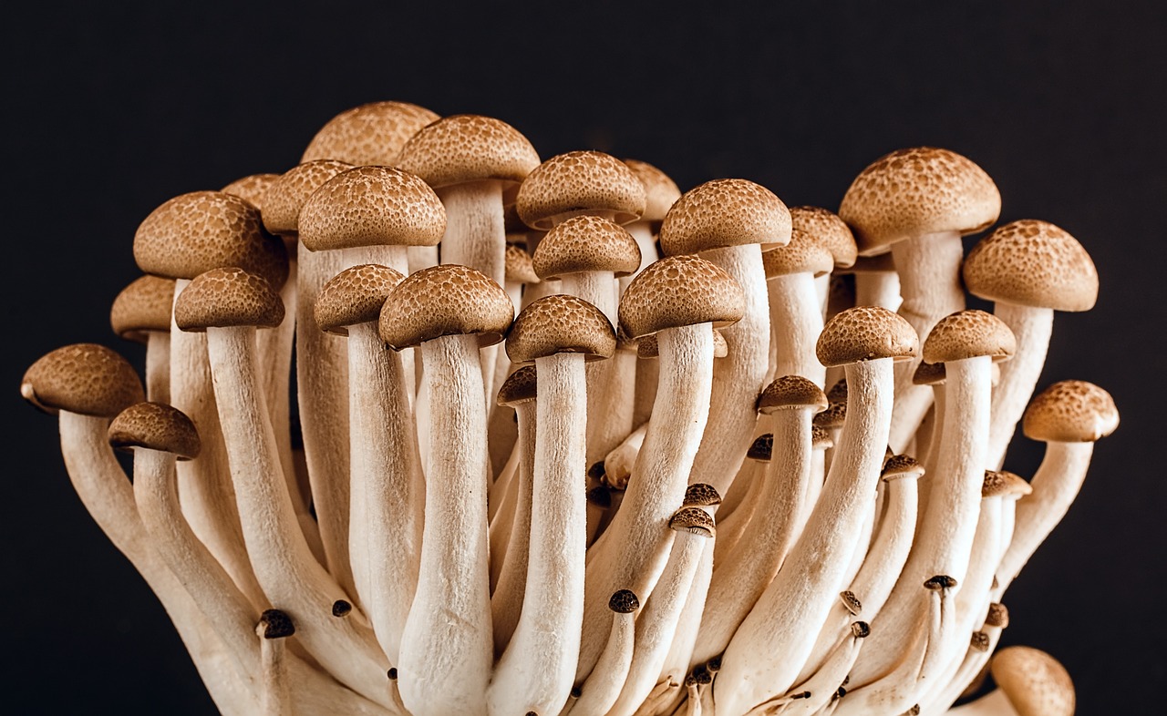 Los hongos comestibles, el regalo de la tierra - Culinaria Mexicana