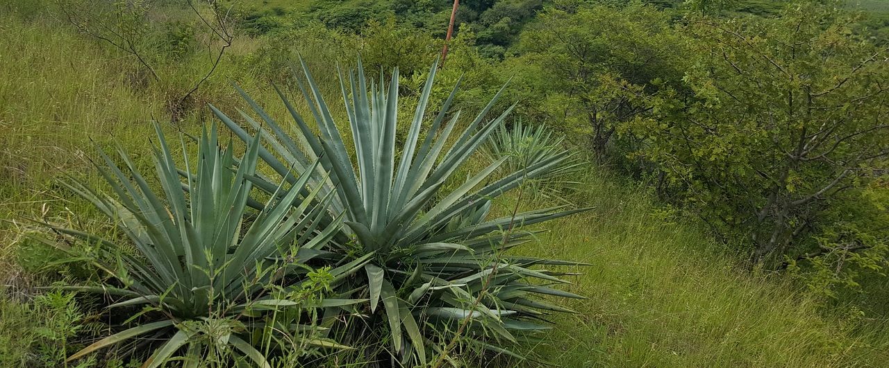 Variedades de agave más utilizadas para la producción del mezcal