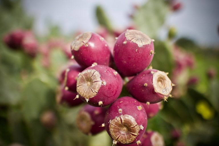 Recetas para celebrar la temporada de tuna - Culinaria Mexicana